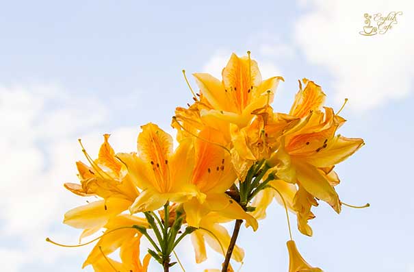 Kosakata Bahasa Inggris Tentang Bunga Beserta Artinya